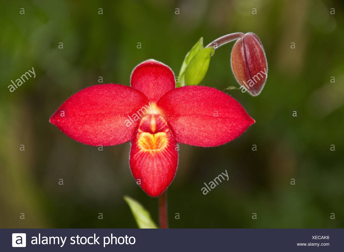 Jason Fischer High Resolution Stock Photography and Images - Alamy