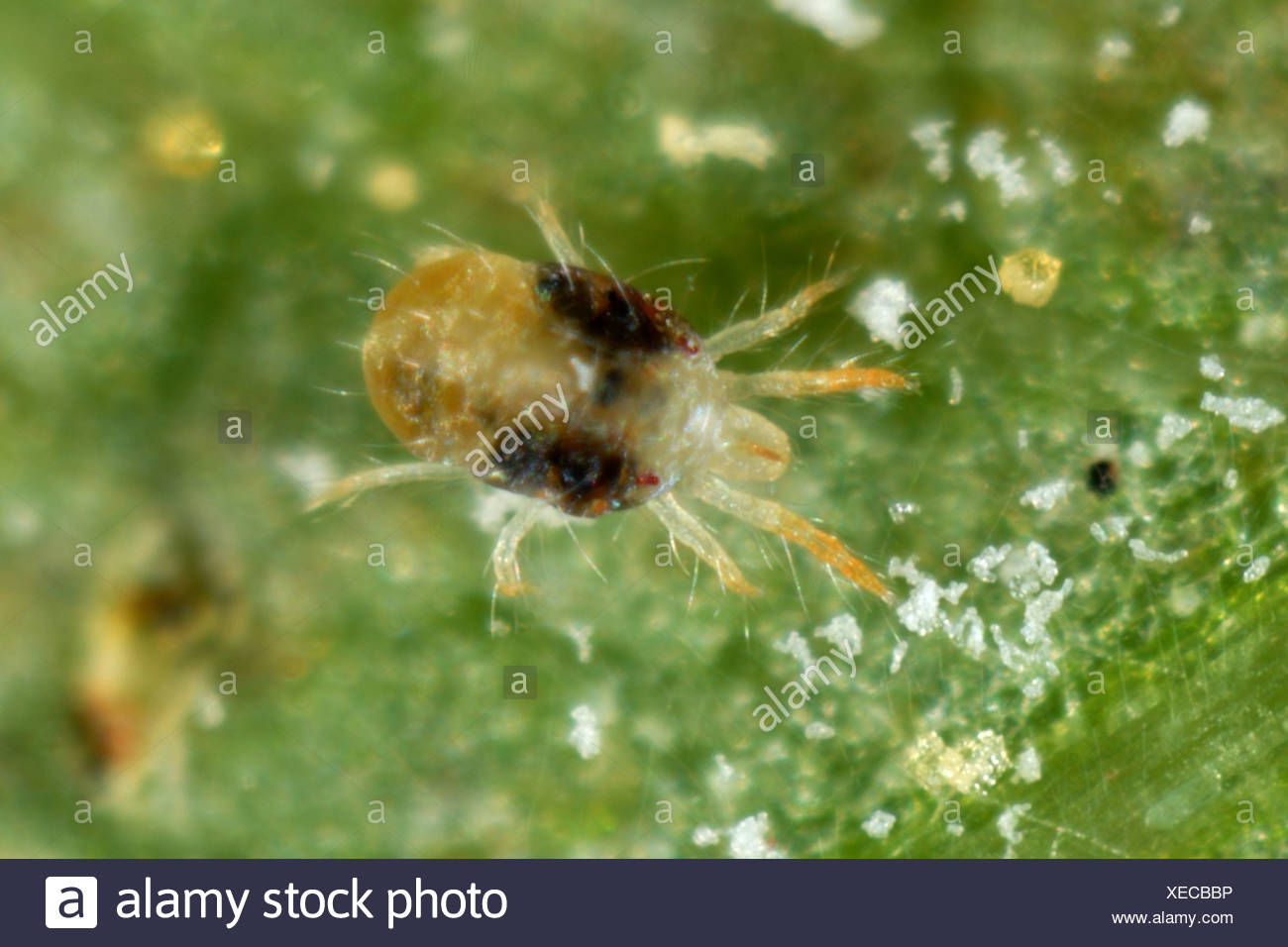 Tetranychus Urticae Spider Mite High Resolution Stock Photography and ...