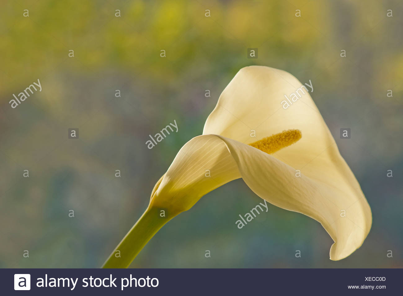 Yellow Funnel Shaped Flower High Resolution Stock Photography and ...