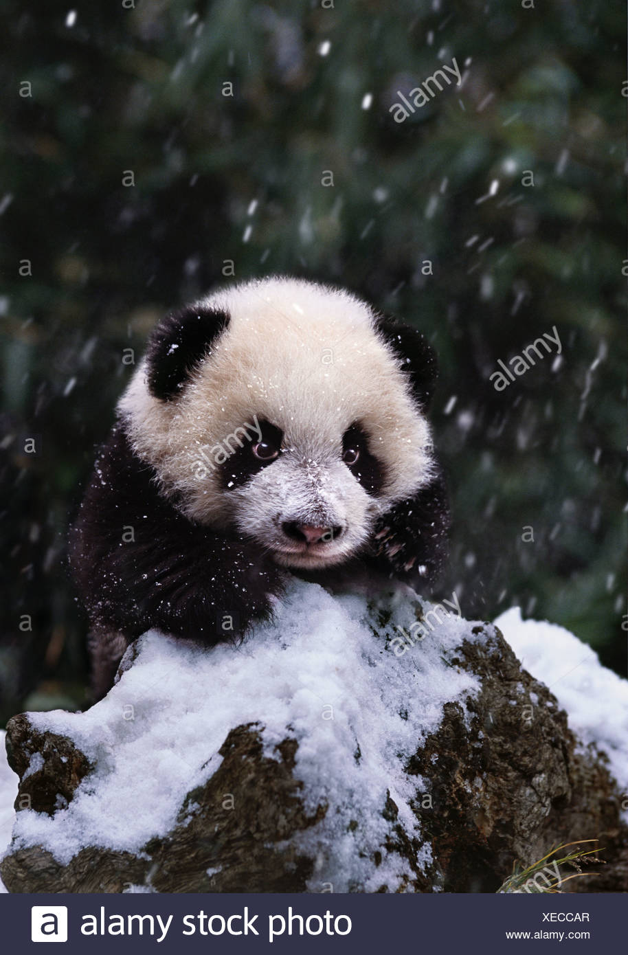 Young Panda Bears High Resolution Stock Photography and Images - Alamy