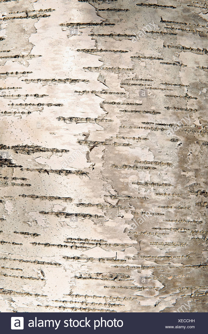 Birch Bark High Resolution Stock Photography and Images - Alamy