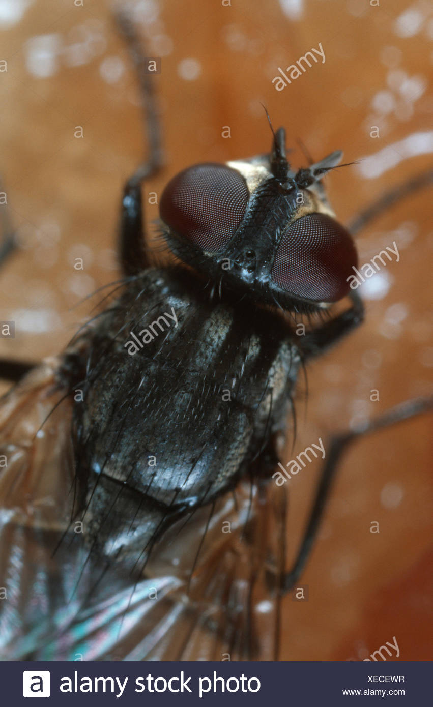 Flies On Food Closeup High Resolution Stock Photography and Images - Alamy
