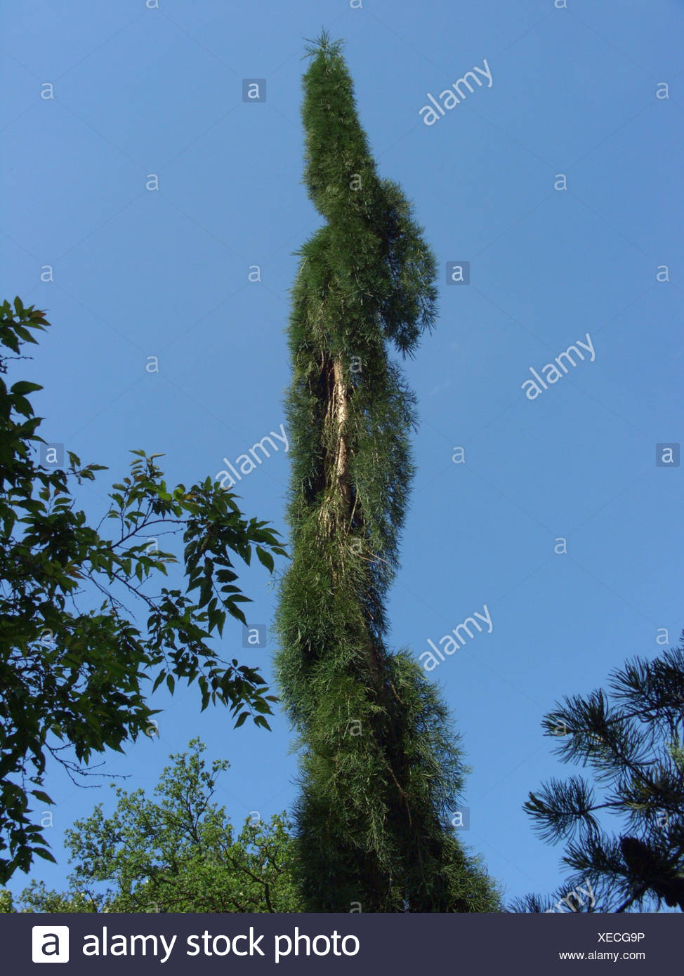 Giganteum Pendula High Resolution Stock Photography and Images - Alamy