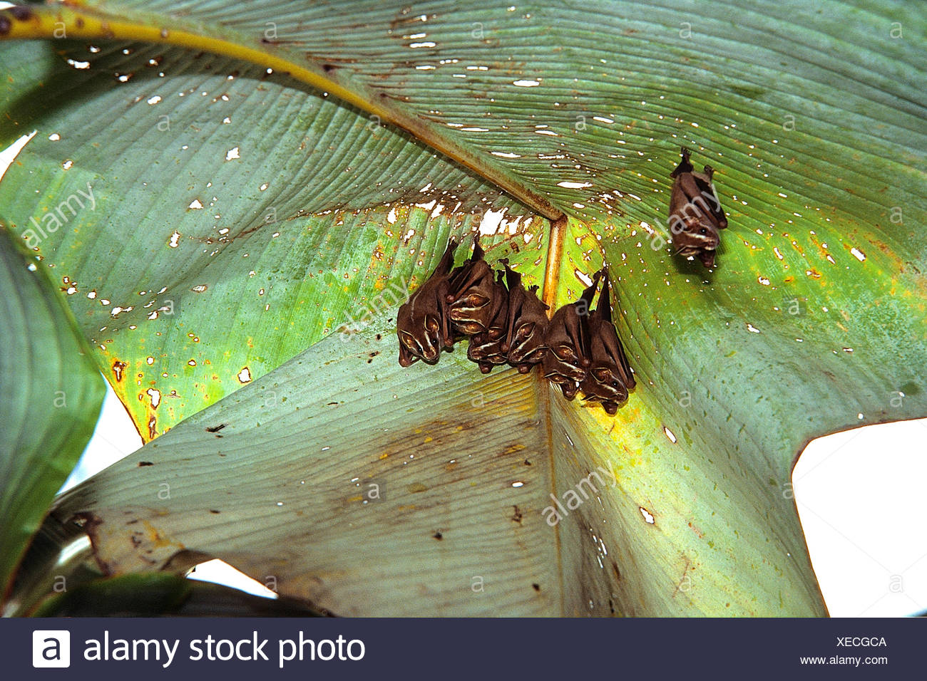 Hanging Groups High Resolution Stock Photography and Images - Alamy