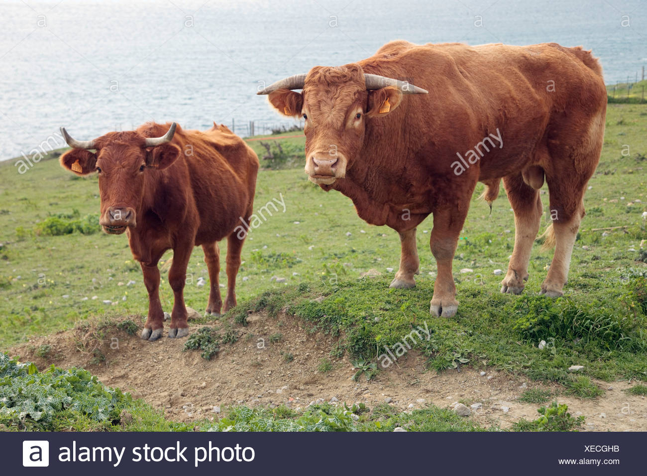 Bovine Bull High Resolution Stock Photography and Images - Alamy