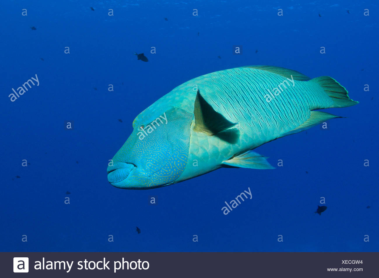 Napoleon Wrasse Fish High Resolution Stock Photography and Images - Alamy