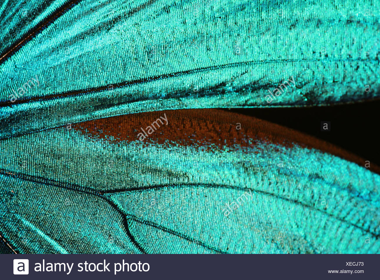 Detailed Butterfly Wing High Resolution Stock Photography and Images ...