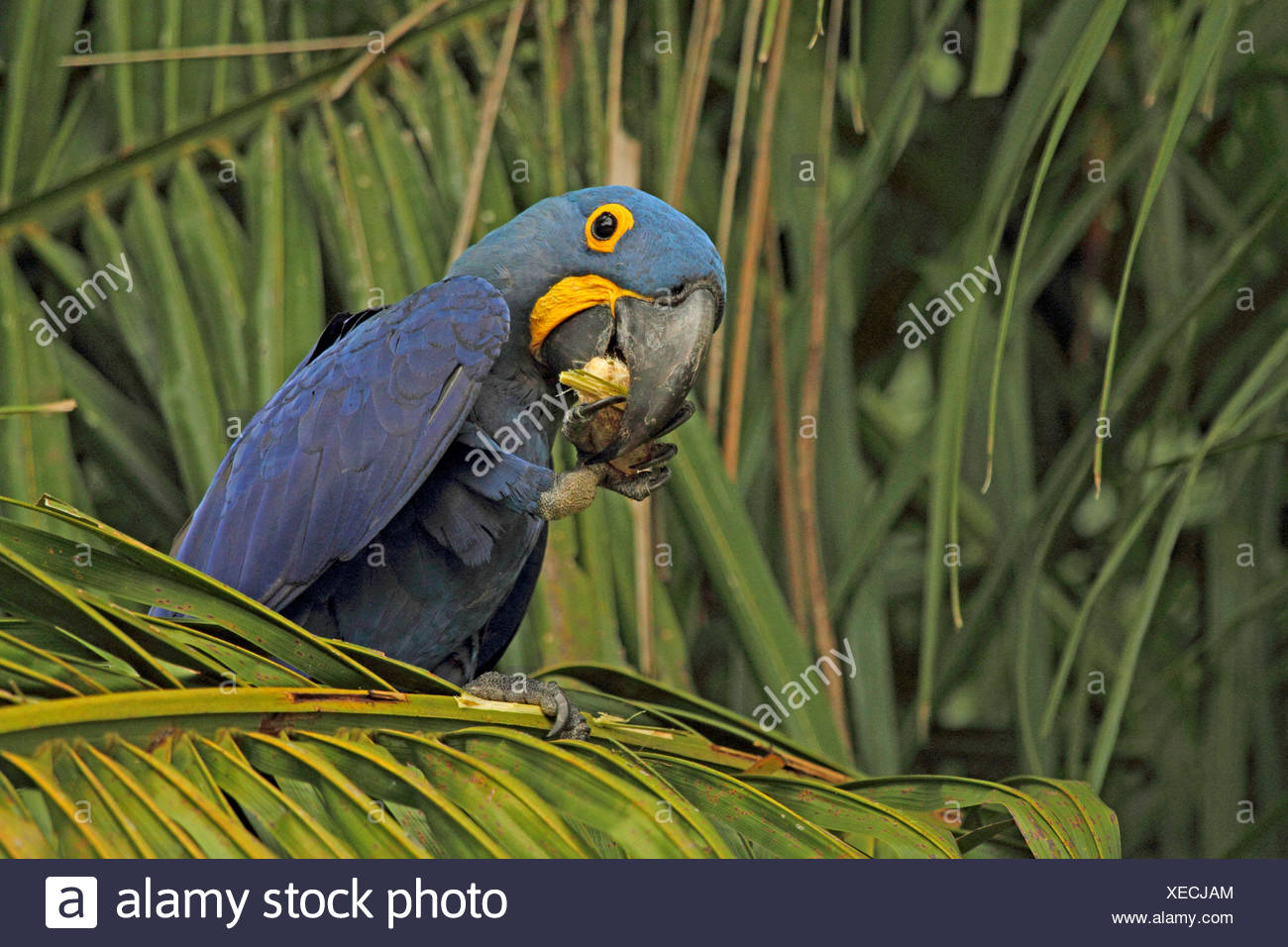 Macaw Palm Trees Stock Photos & Macaw Palm Trees Stock Images - Alamy