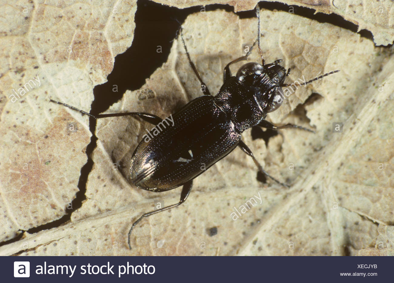 Carabid Ground Beetle Predatory High Resolution Stock Photography and ...