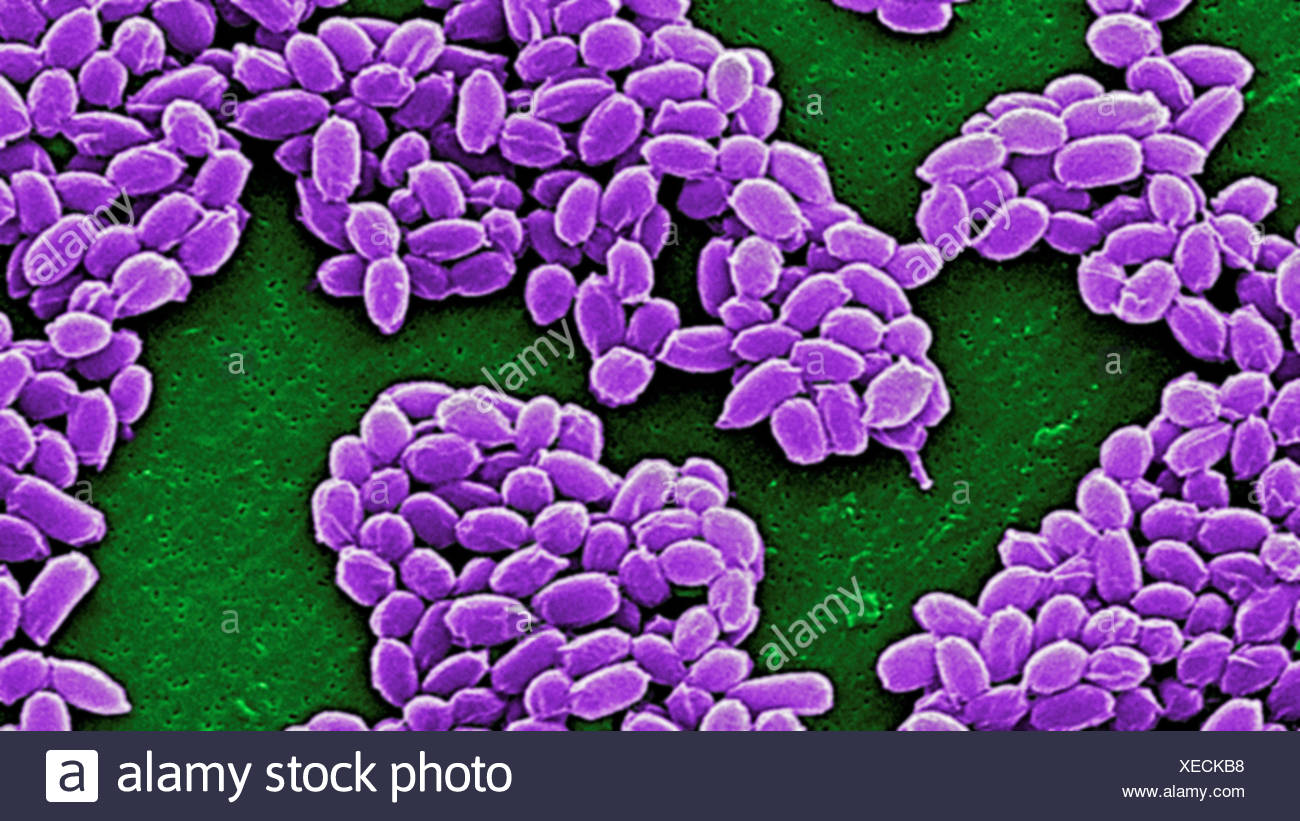 Bacillus Anthracis Spores High Resolution Stock Photography and Images ...