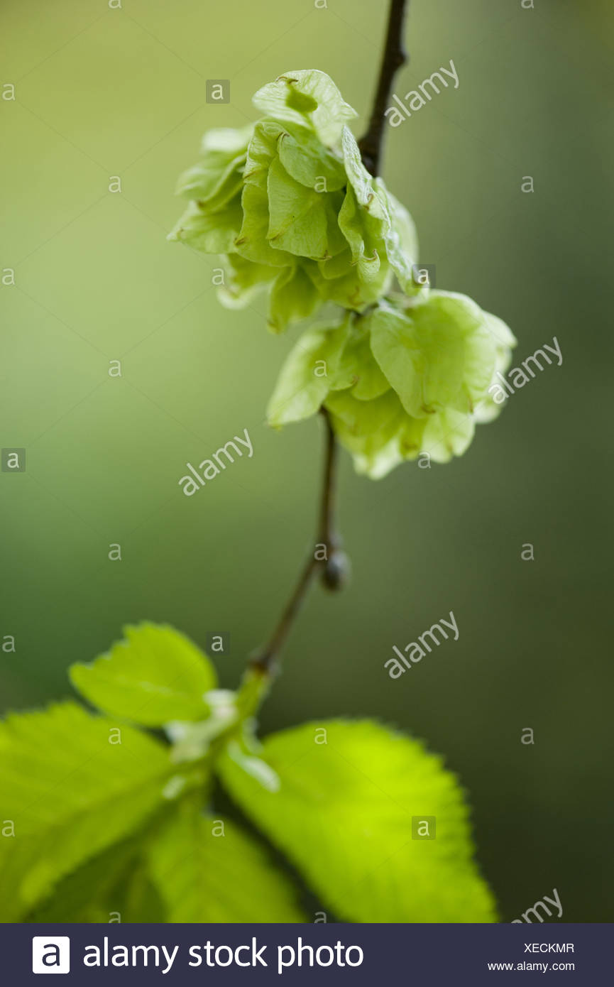 Field Elm Stock Photos & Field Elm Stock Images - Alamy