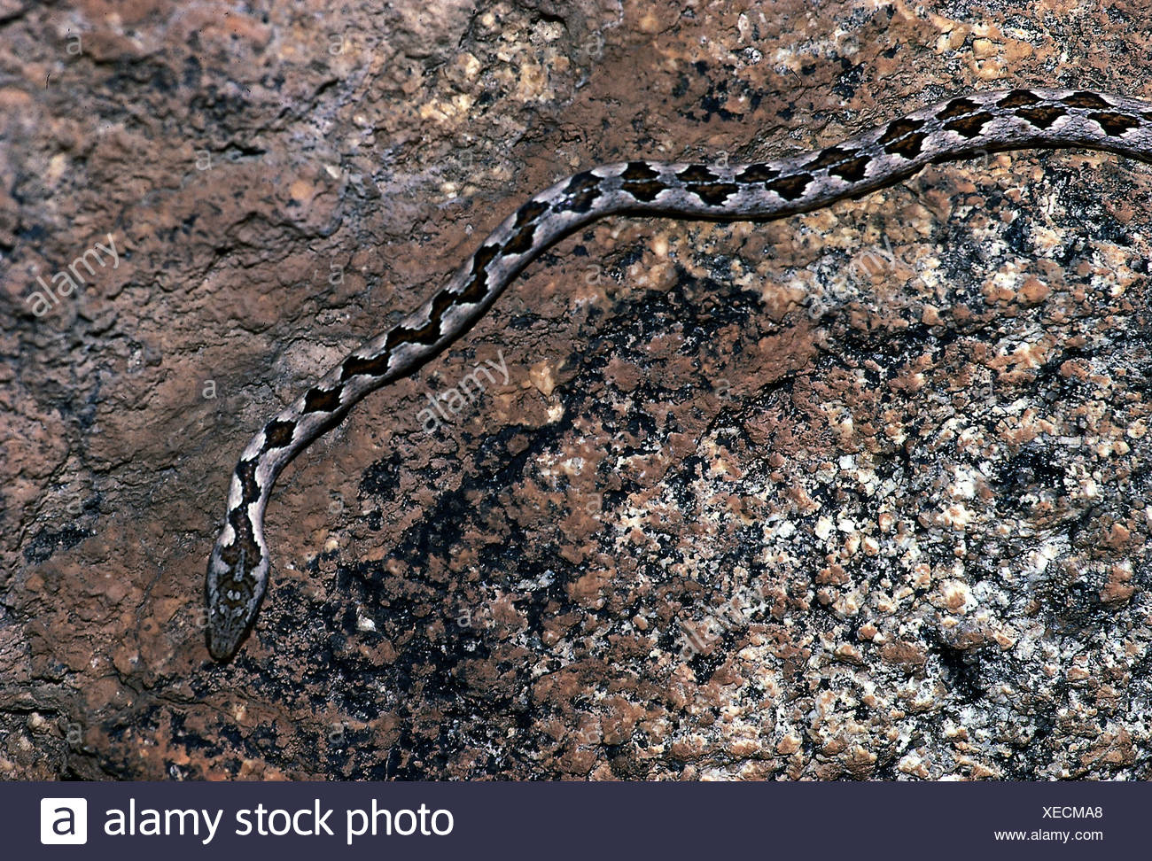 Carnivous High Resolution Stock Photography and Images - Alamy