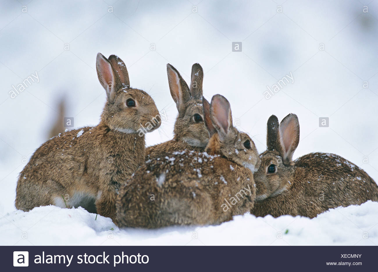Group Of Wild Rabbits High Resolution Stock Photography and Images - Alamy