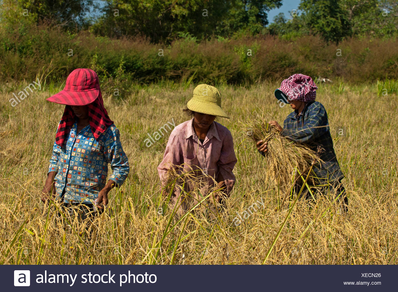 Cambodia Workers High Resolution Stock Photography and Images - Alamy