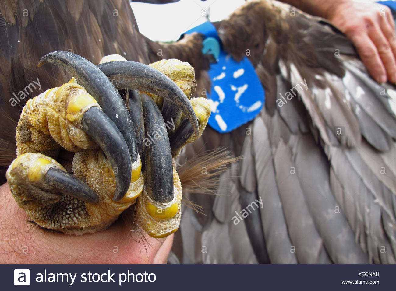 Golden Eagle With Talons High Resolution Stock Photography and Images ...