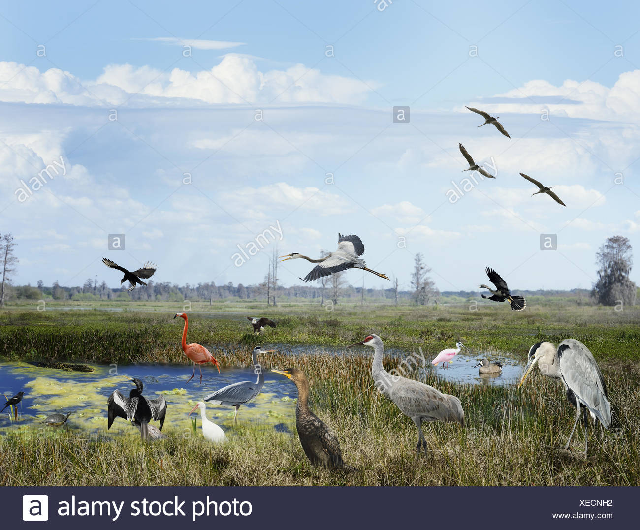 Spoonbill Duck High Resolution Stock Photography and Images - Alamy