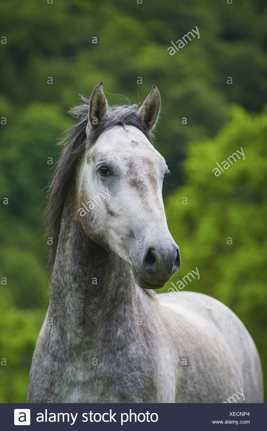 Lipizzaner Stallions Stock Photos & Lipizzaner Stallions Stock Images ...