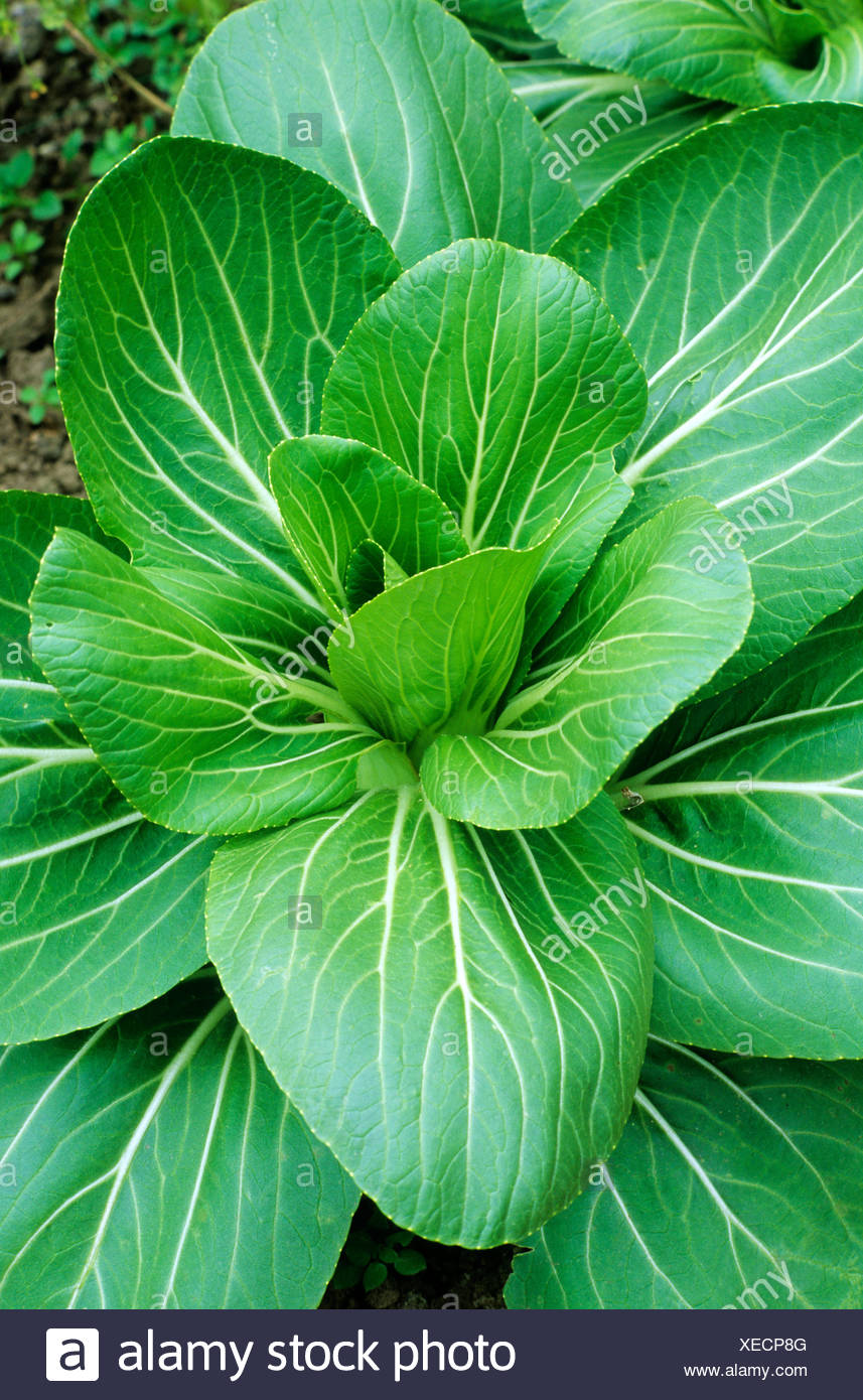 Pak Choi Growing High Resolution Stock Photography and Images - Alamy