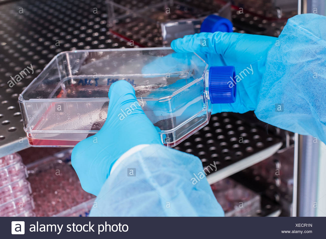 Cells Cultures High Resolution Stock Photography and Images - Alamy