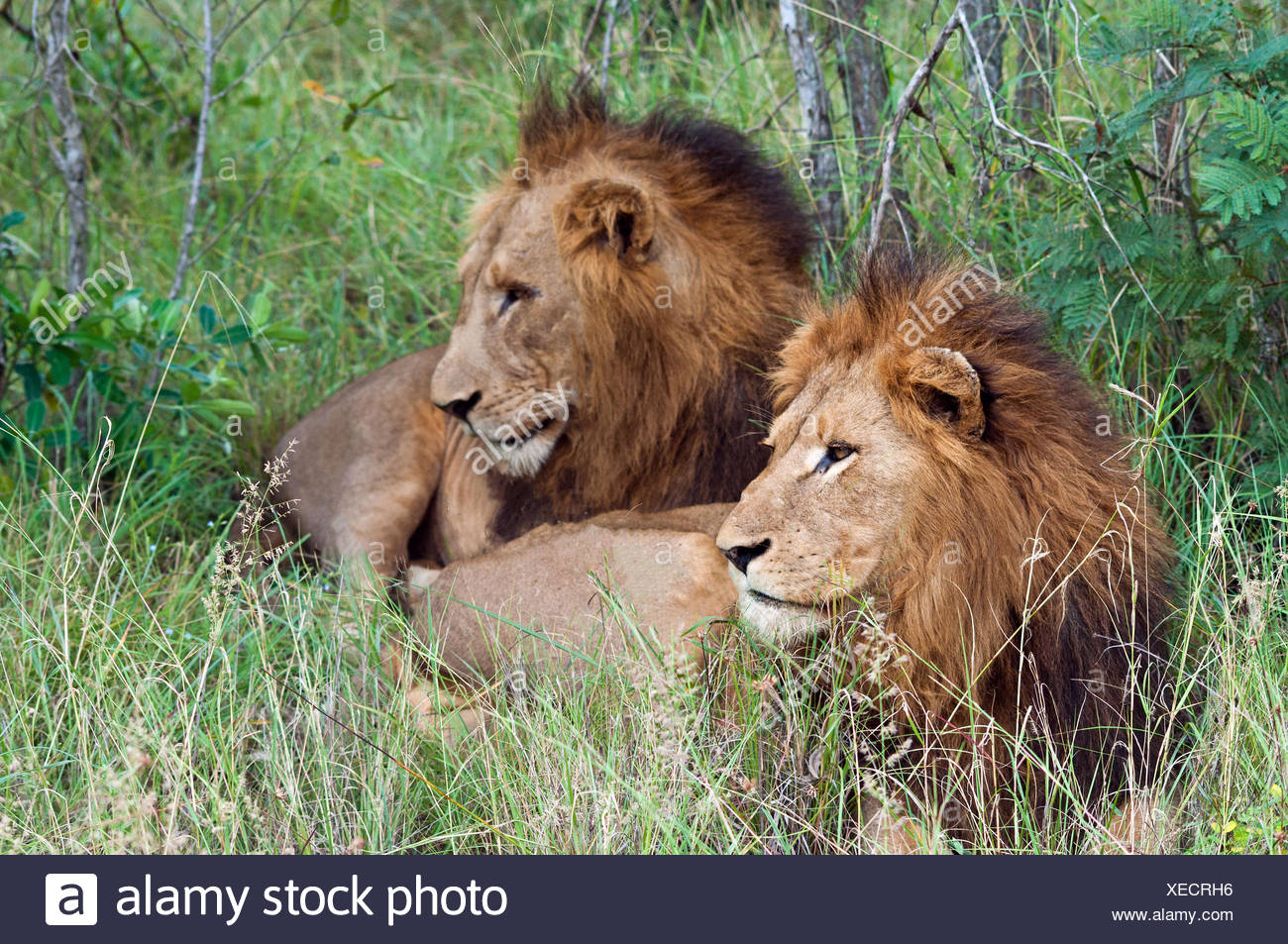 Male Lions Africa High Resolution Stock Photography and Images - Alamy