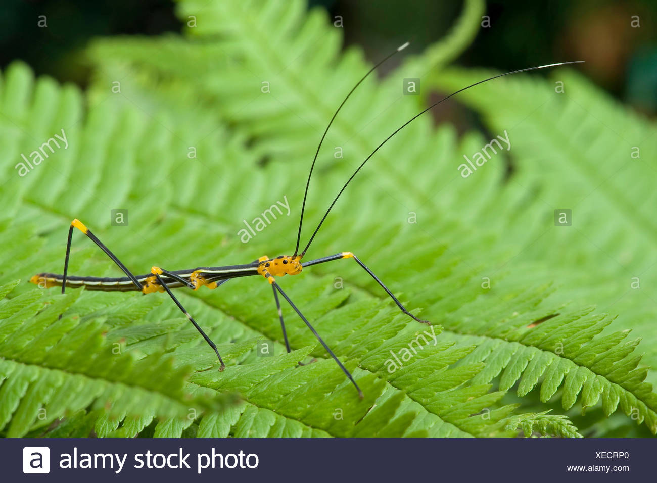 Oreophoetes Peruana High Resolution Stock Photography and Images - Alamy