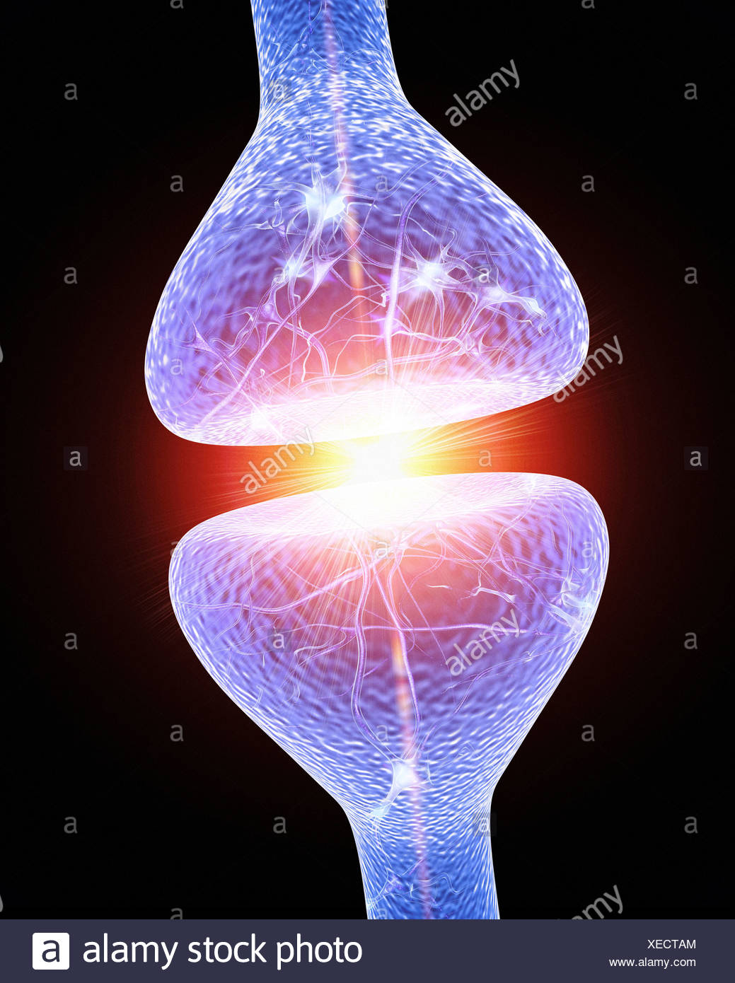 Synaptic Gap High Resolution Stock Photography and Images - Alamy