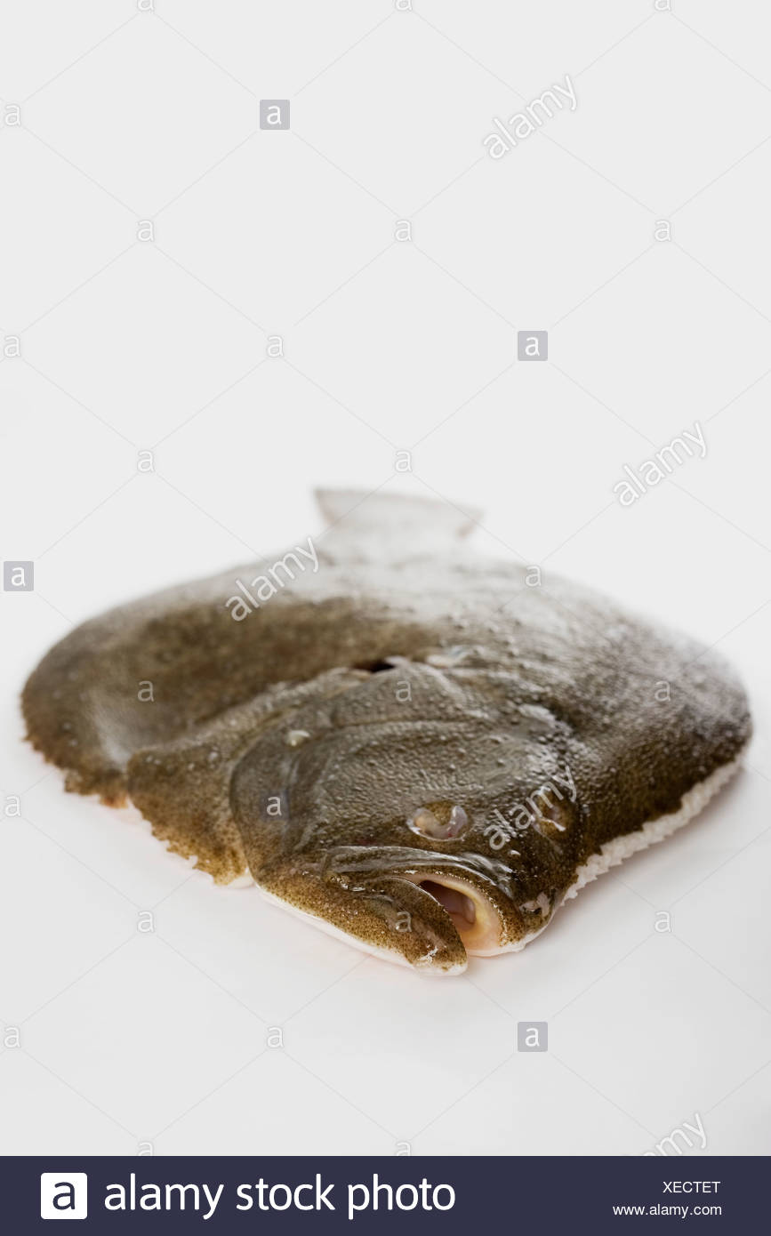 Flounder Cut Out High Resolution Stock Photography and Images - Alamy