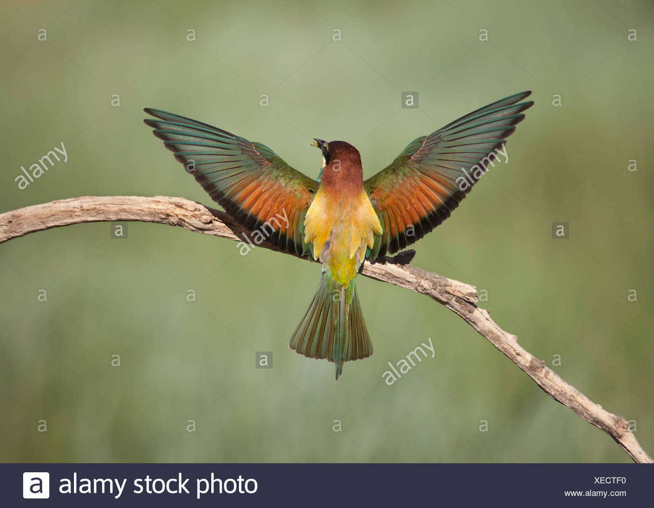 Bee Eater Bird High Resolution Stock Photography and Images - Alamy