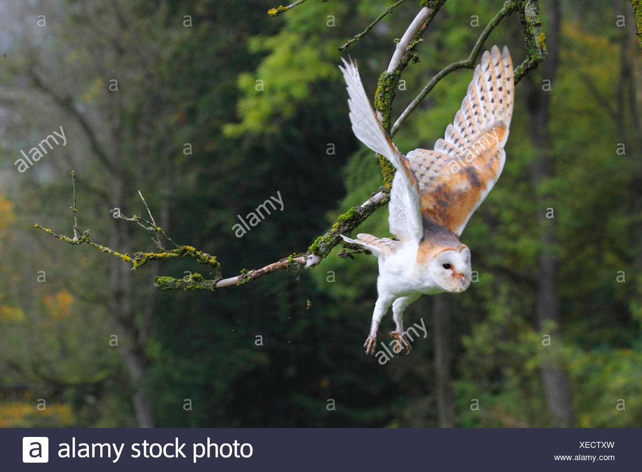 German Barn High Resolution Stock Photography and Images - Alamy