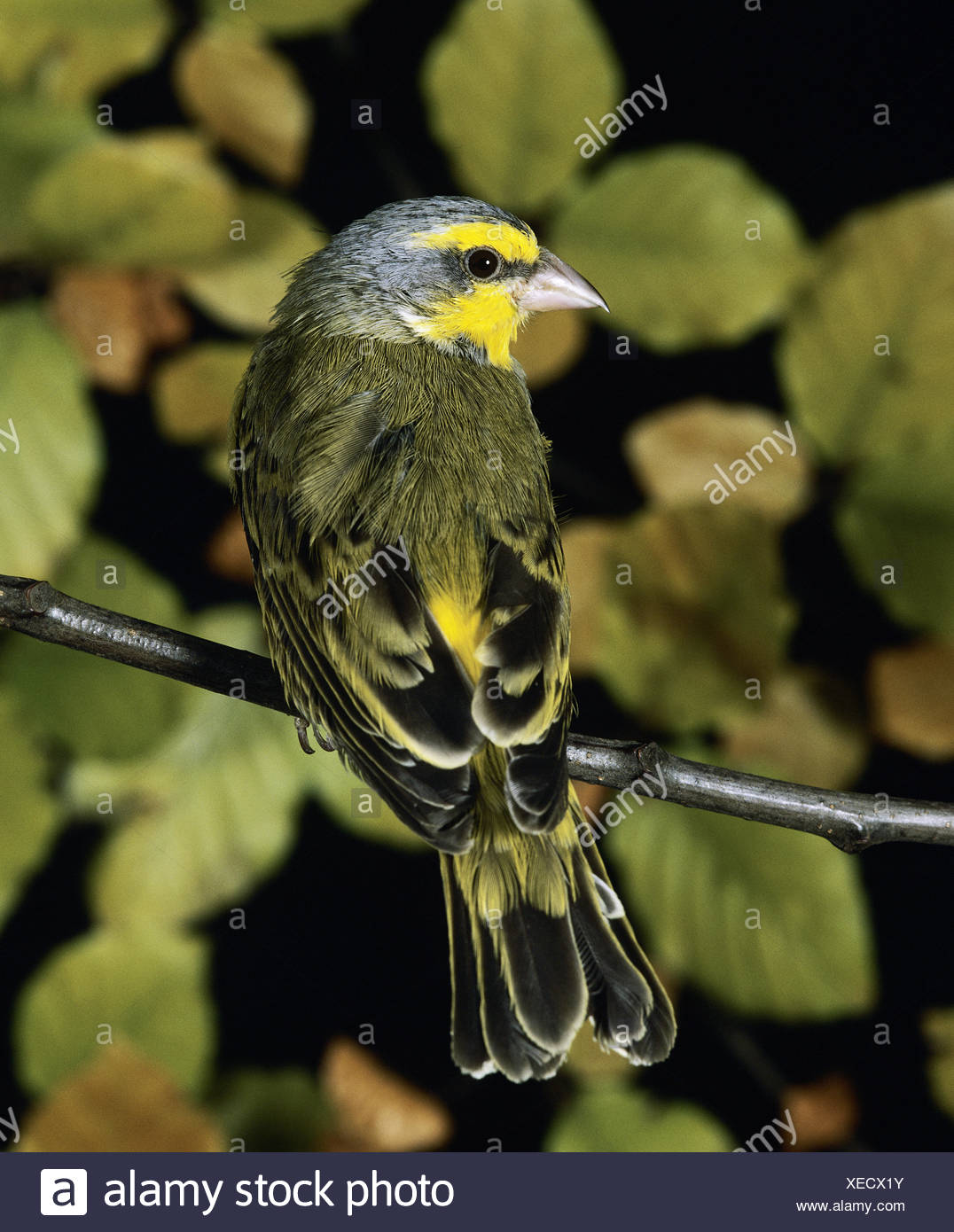 Yellow Fronted Canaries High Resolution Stock Photography and Images ...