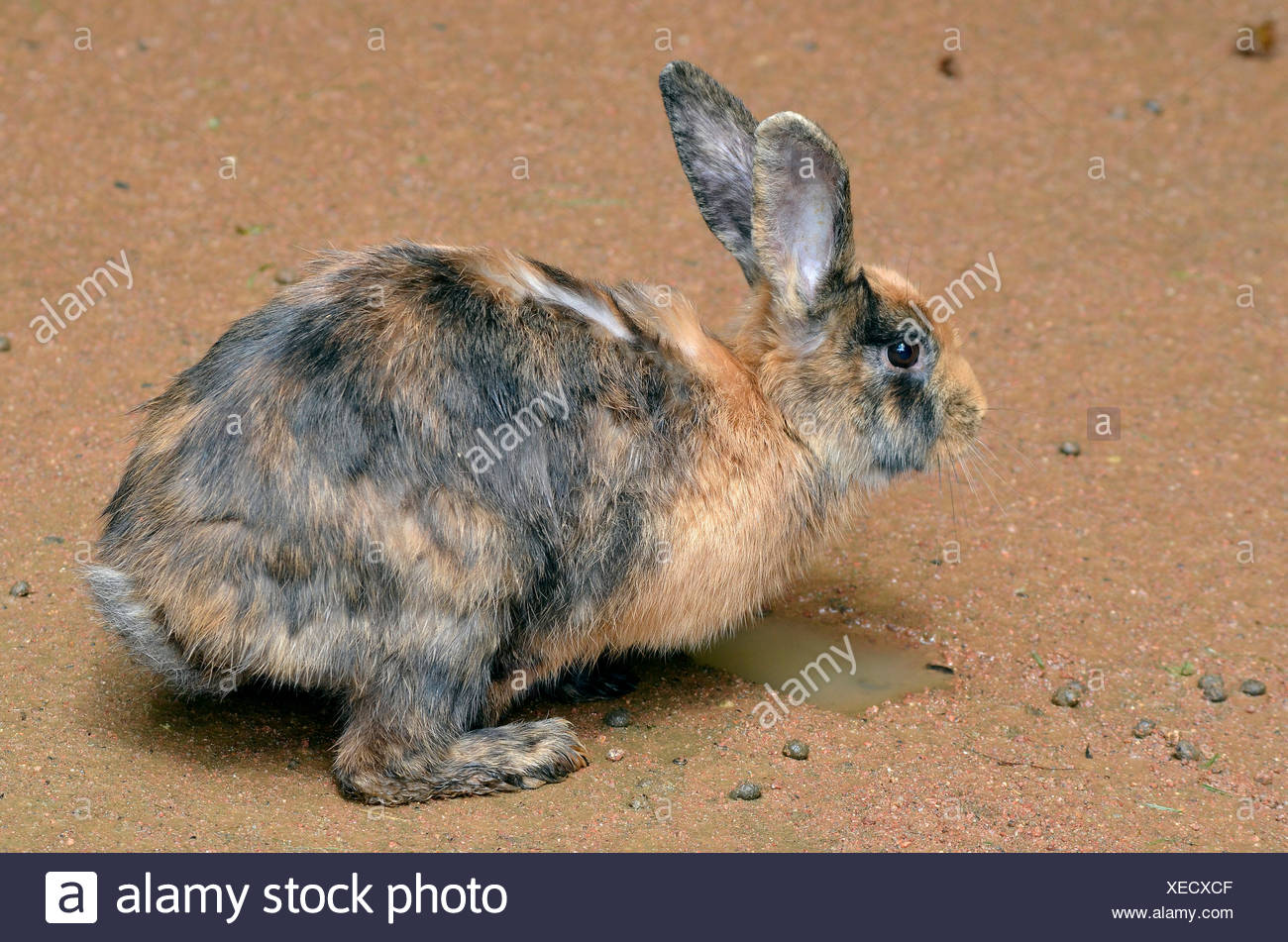 Rabbit Droppings High Resolution Stock Photography and Images - Alamy