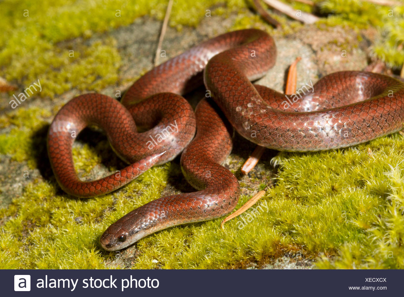 Island Of Snakes High Resolution Stock Photography and Images - Alamy