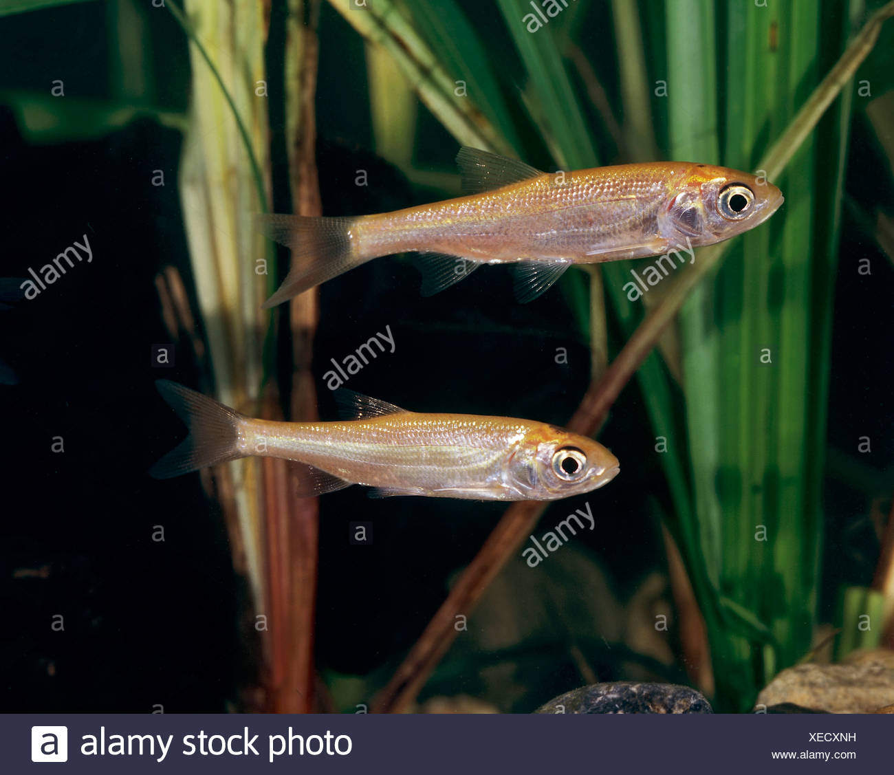 Orfe High Resolution Stock Photography and Images - Alamy