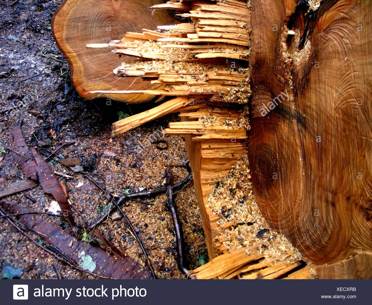 Splinter High Resolution Stock Photography and Images - Alamy