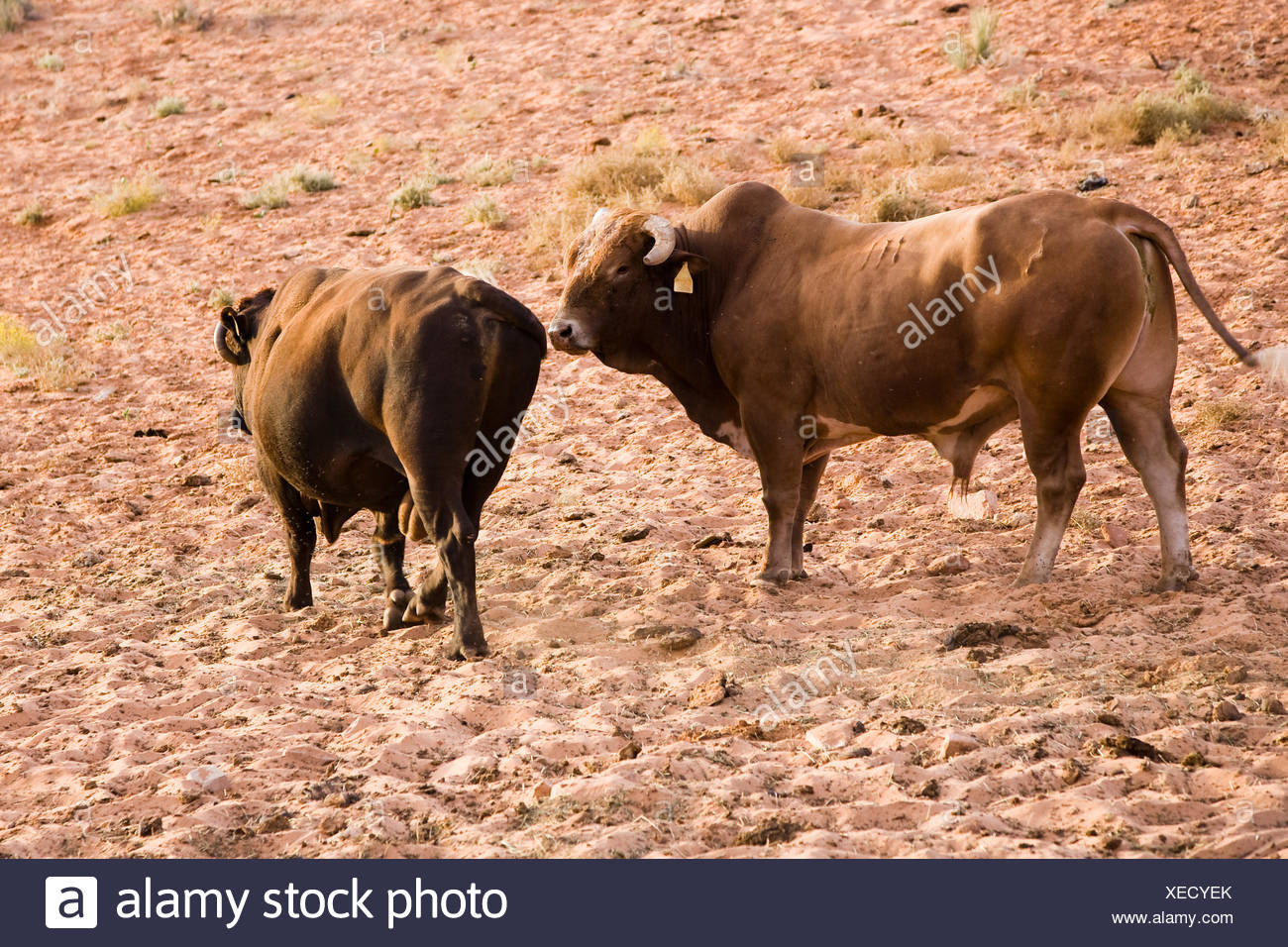 Cattle Farming Usa Arizona Stock Photos & Cattle Farming Usa Arizona ...