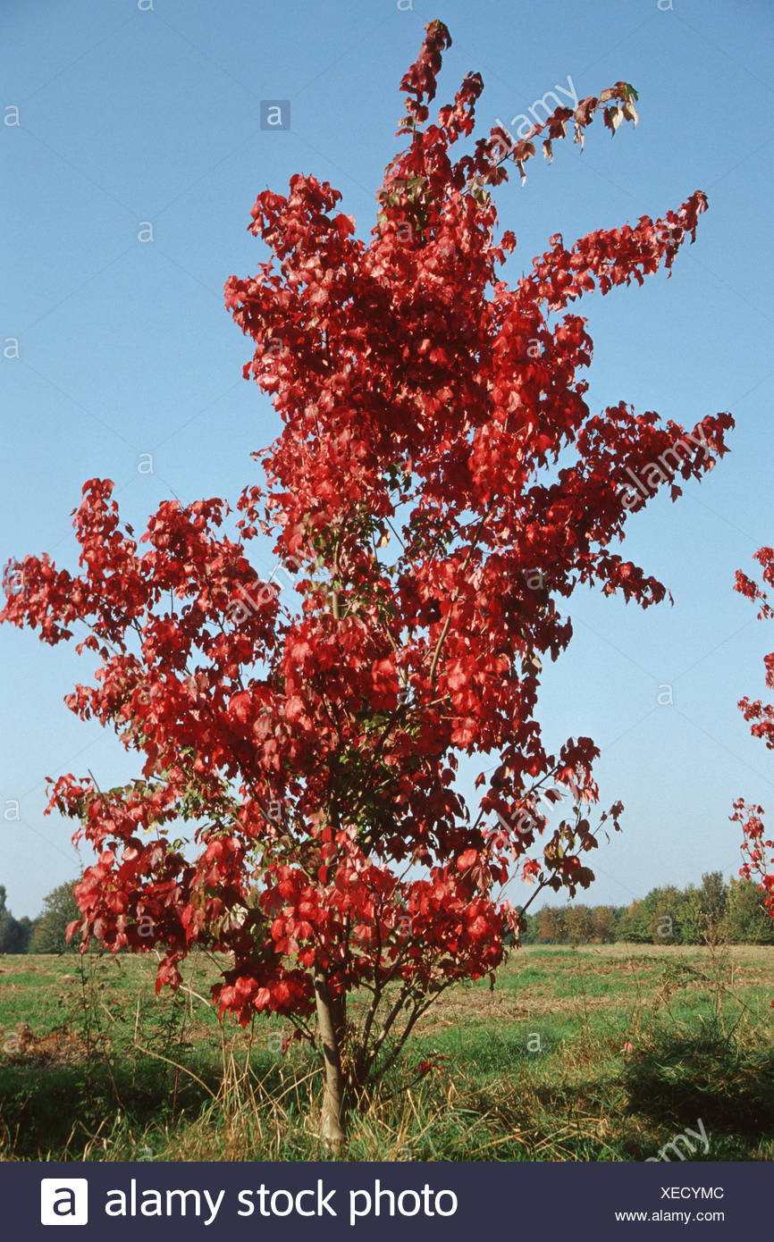 Swamp Maple High Resolution Stock Photography and Images - Alamy