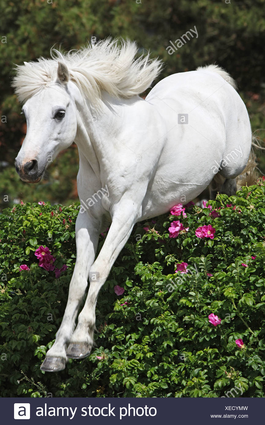 Horses Jump Hedge High Resolution Stock Photography and Images - Alamy
