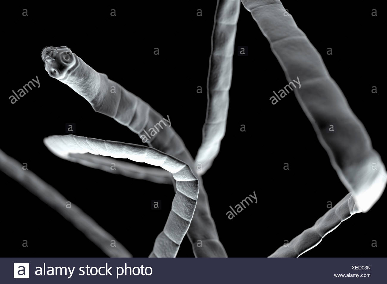Proglottids Stock Photos & Proglottids Stock Images - Alamy