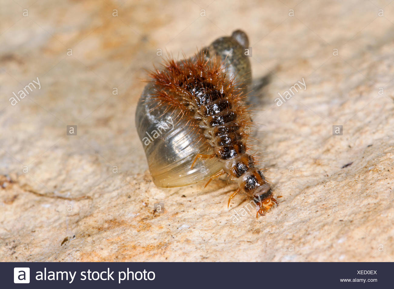 Larva Shell High Resolution Stock Photography and Images - Alamy