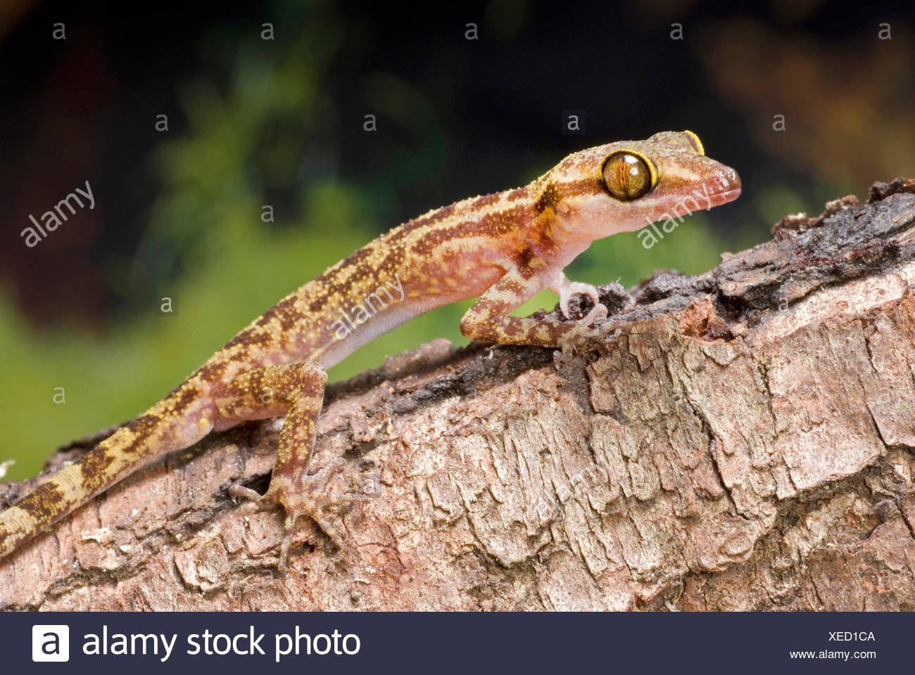 Marbled Gecko High Resolution Stock Photography and Images - Alamy