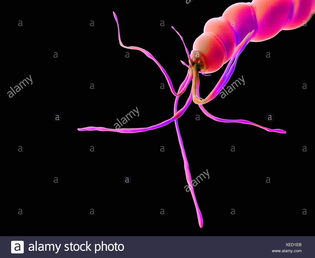 Helicobacter Pylori Bacteria High Resolution Stock Photography and ...