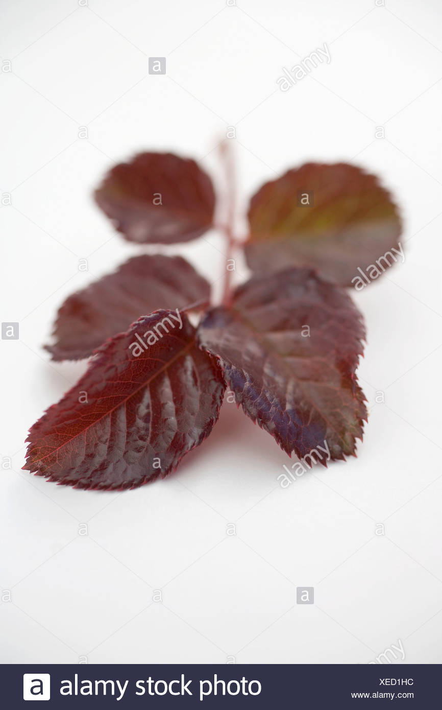 Shiso Cress High Resolution Stock Photography and Images - Alamy