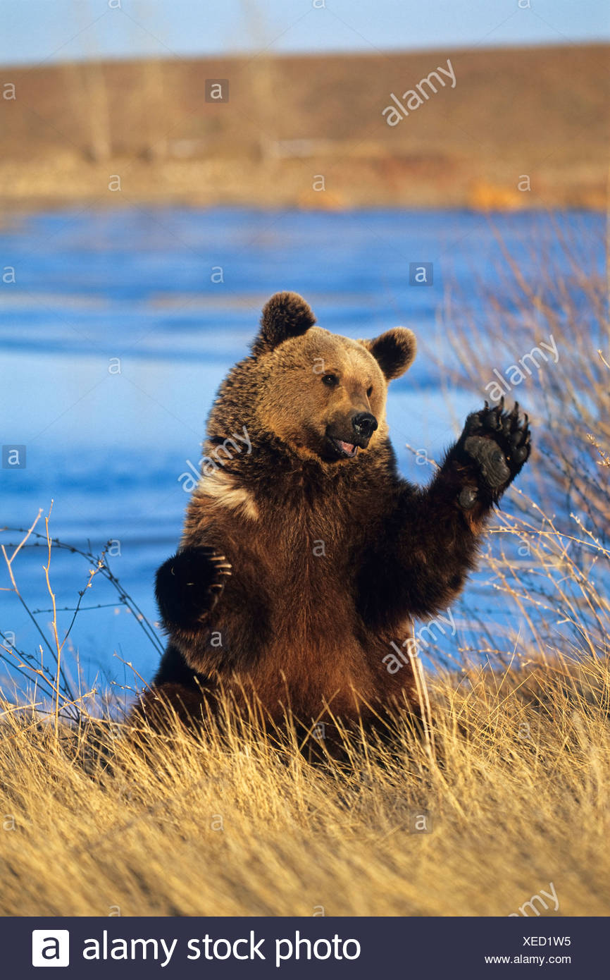 Brown Waving Bear High Resolution Stock Photography and Images - Alamy