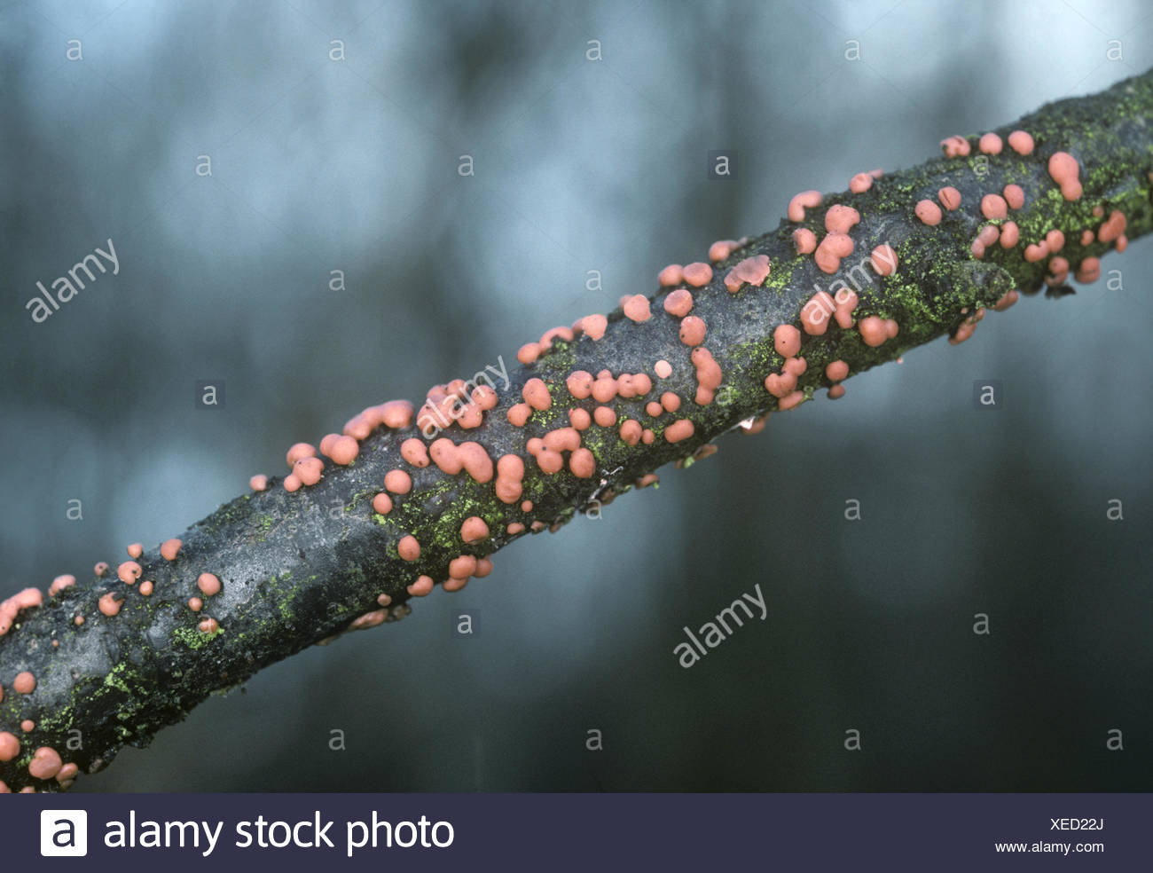 Fungi Disease High Resolution Stock Photography and Images - Alamy