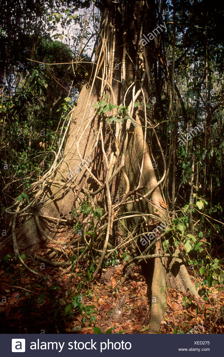 Lianas Amazon Stock Photos & Lianas Amazon Stock Images - Alamy