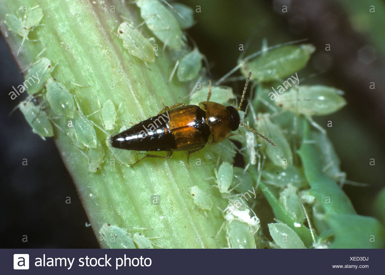 Staphylinid High Resolution Stock Photography and Images - Alamy