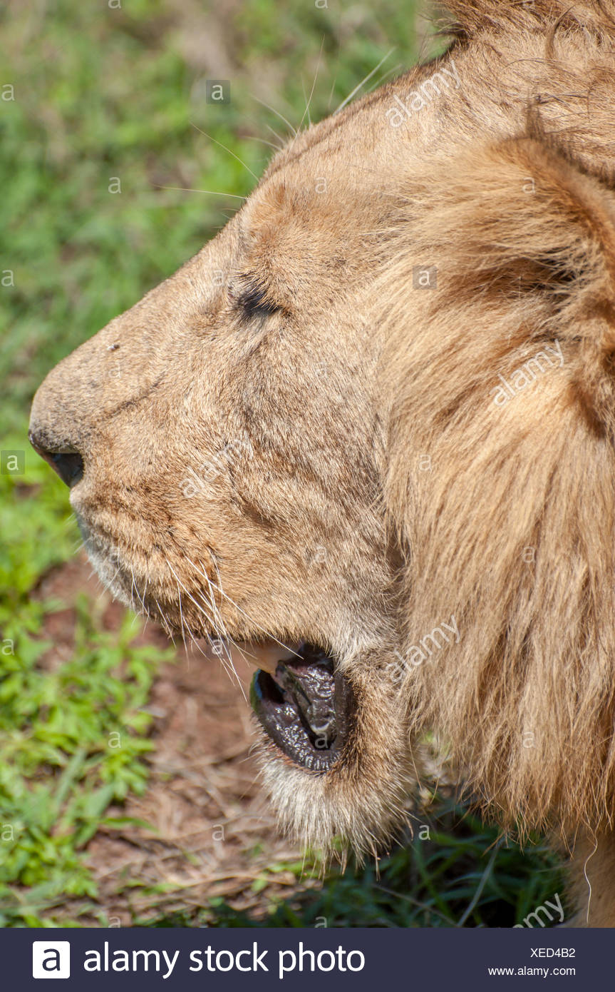 Lion Main Stock Photos & Lion Main Stock Images - Alamy