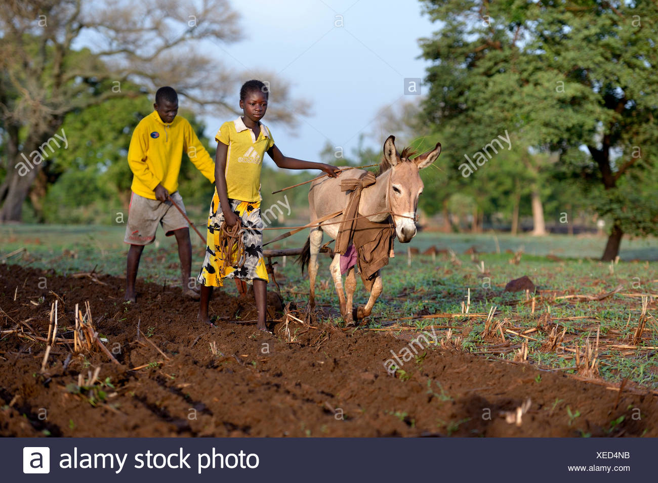 Donkey And Plough High Resolution Stock Photography and Images - Alamy