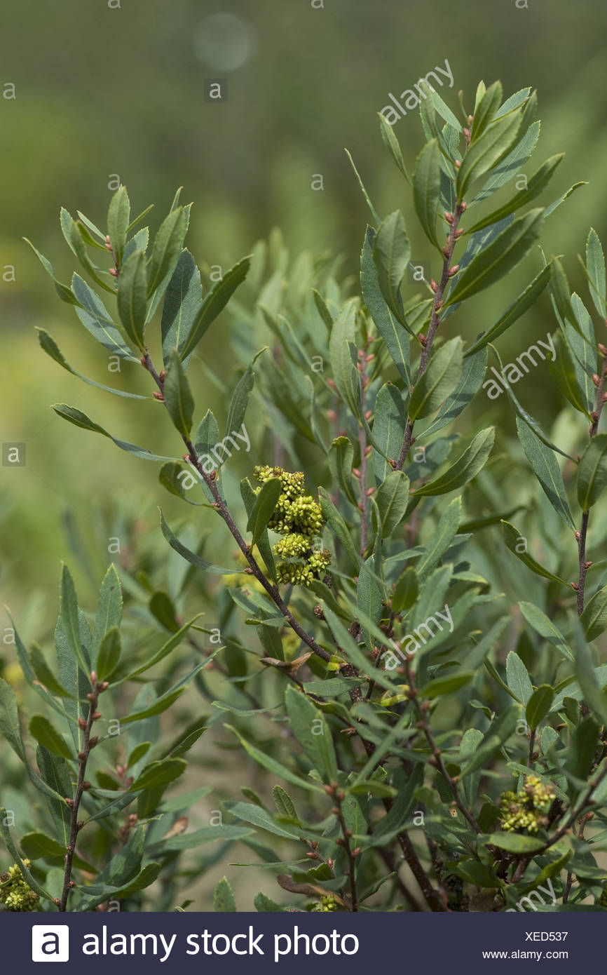 Myrtle Plant High Resolution Stock Photography and Images - Alamy