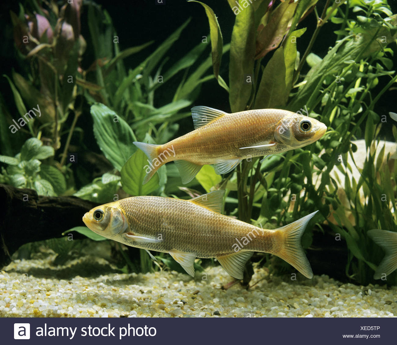 Orfe High Resolution Stock Photography and Images - Alamy